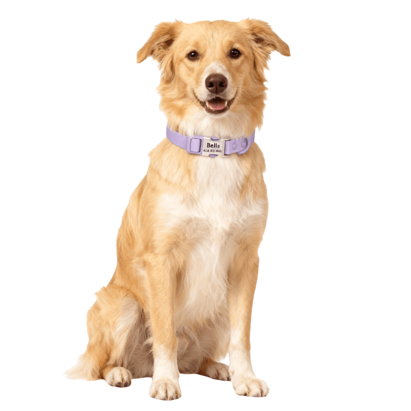 Custom Engraving Waterproof & Stain-Proof Collar Set – Colliepawz